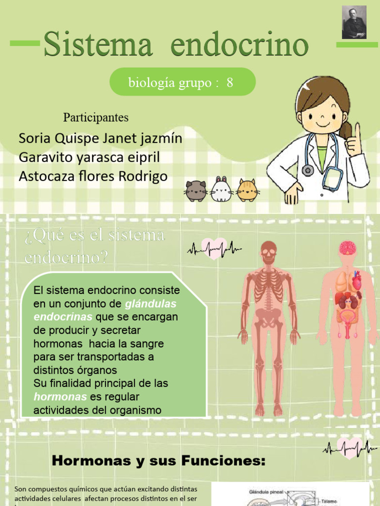 Sistema Endocrino | PDF