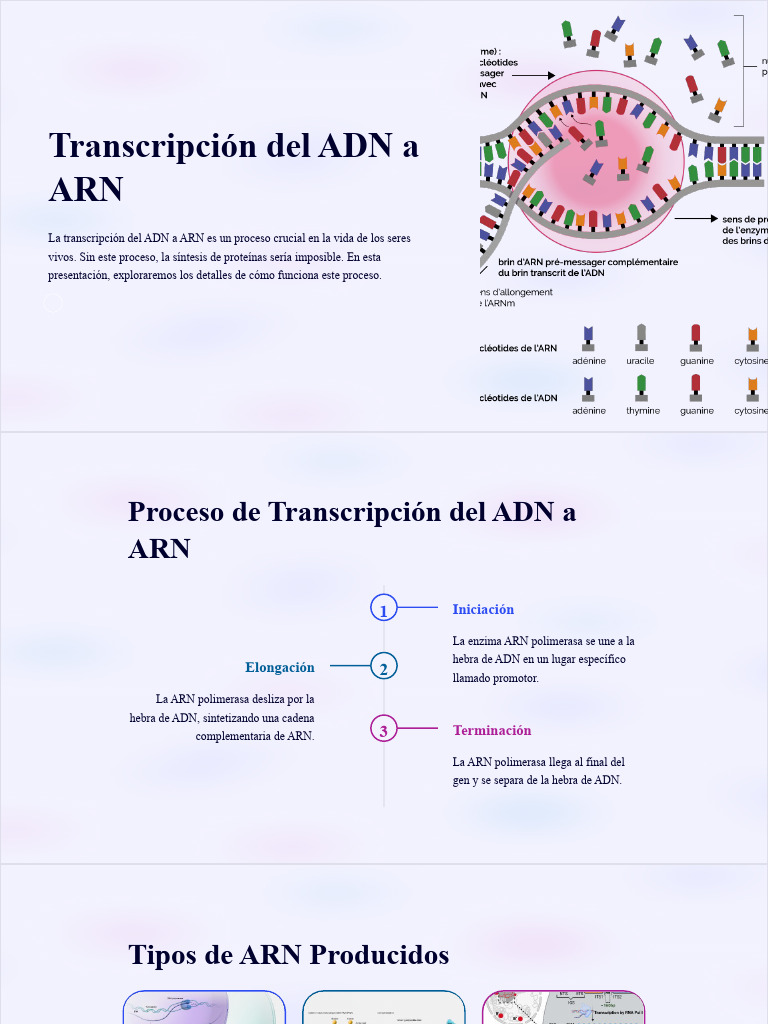 Transcripcion Del ADN a ARN | PDF