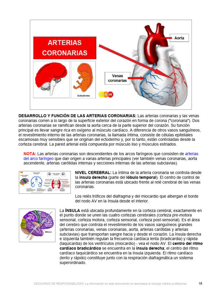 Arterias Coronarias. Caroline Markolin | PDF