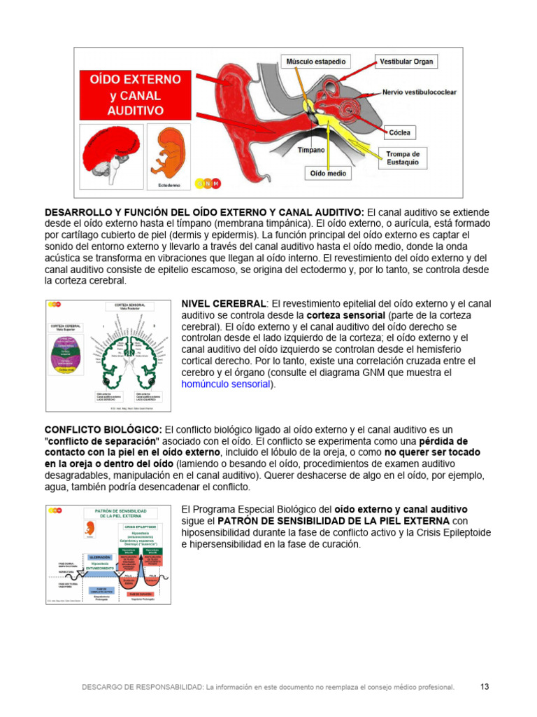 Oido externo. Vestibulo. Caroline Markolin | PDF | Oído | Piel