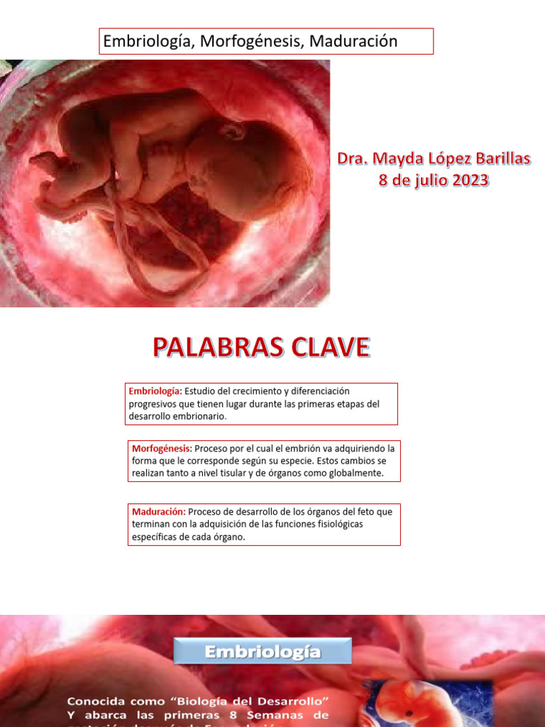 Embriologia, Morfogenesis | PDF