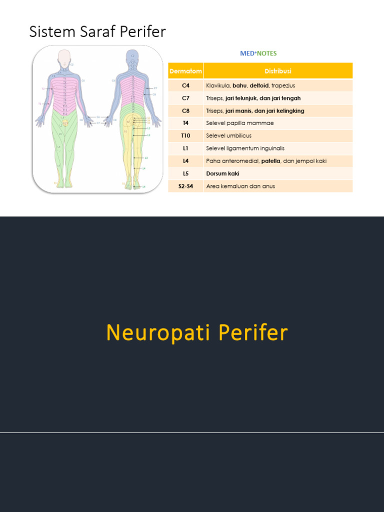 Sistem Saraf Perifer: Notes | PDF