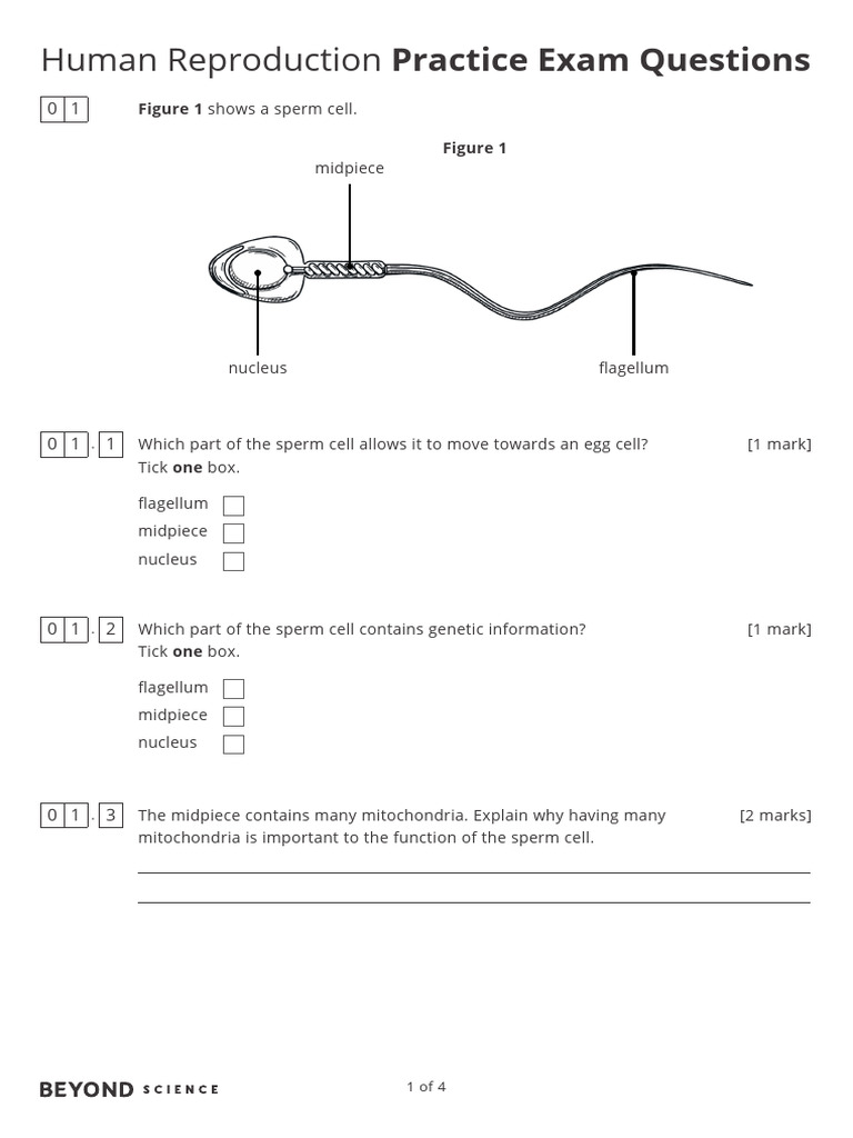 KS3 Human Reproduction Exam Questions | PDF