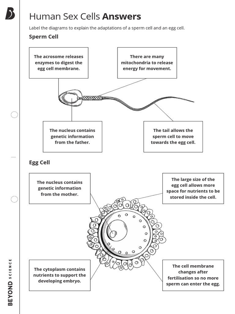Human Sex Cells Worksheet Answers Pdf