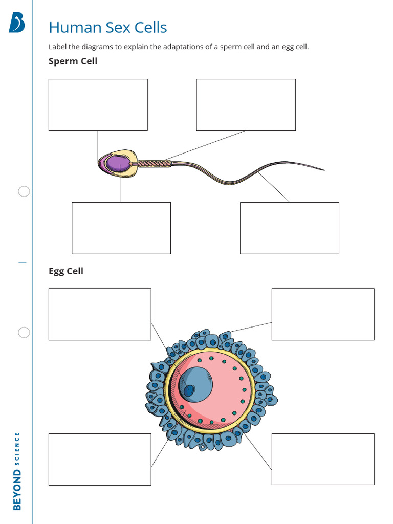Human Sex Cells Worksheet Pdf 1977