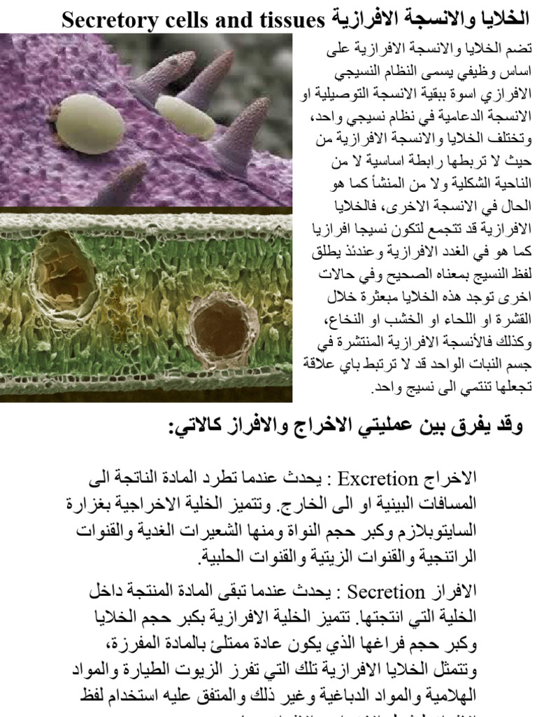 Secretory Tissue | PDF