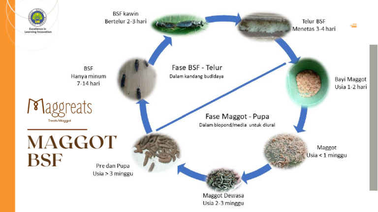 Maggot bsf (1) | PDF