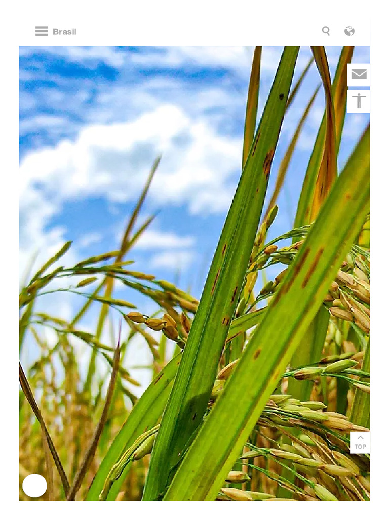 Plantio e Colheita Arroz | PDF