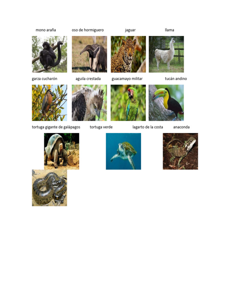 Galeria De Especies Amenazadas En El Ecuador Pdf