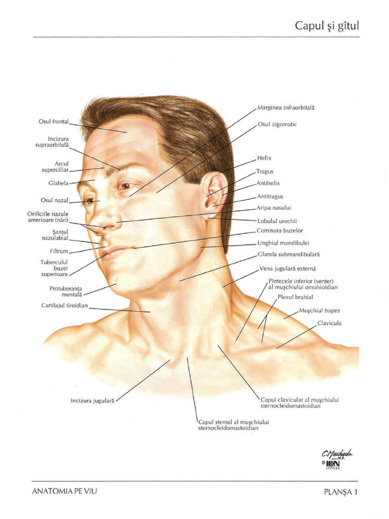 Netter Atlas Pentru Anatomie Compress | PDF