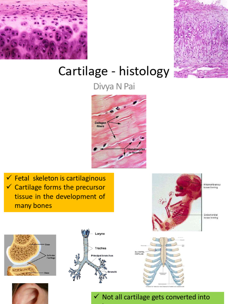 Cartilage MBBS - 221125 - 182449 | PDF