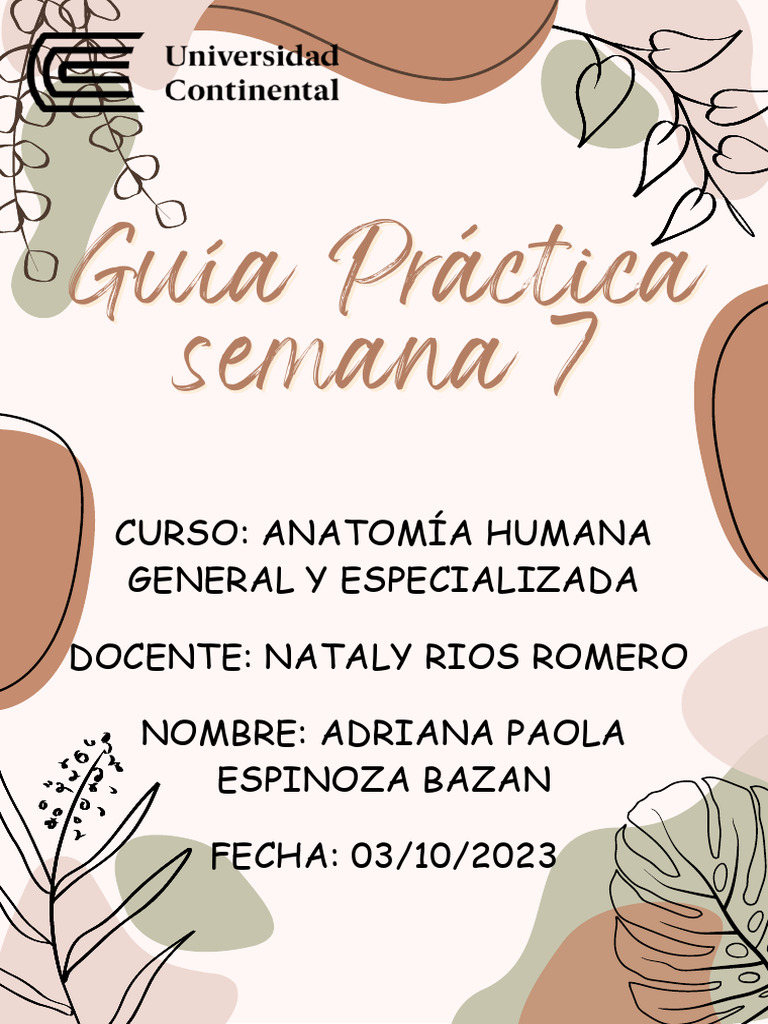 Guia De Practica Semana 7 Anatomía Pdf