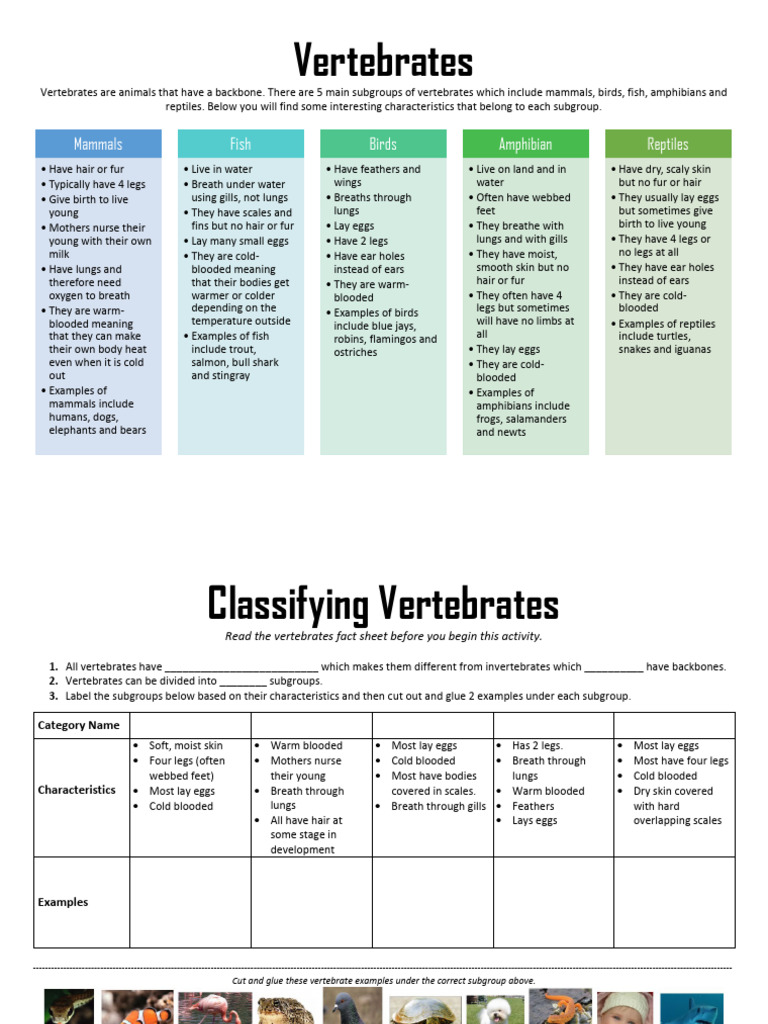 Vertebrate and Invertebrate Classification | PDF | Invertebrate | Amphibian