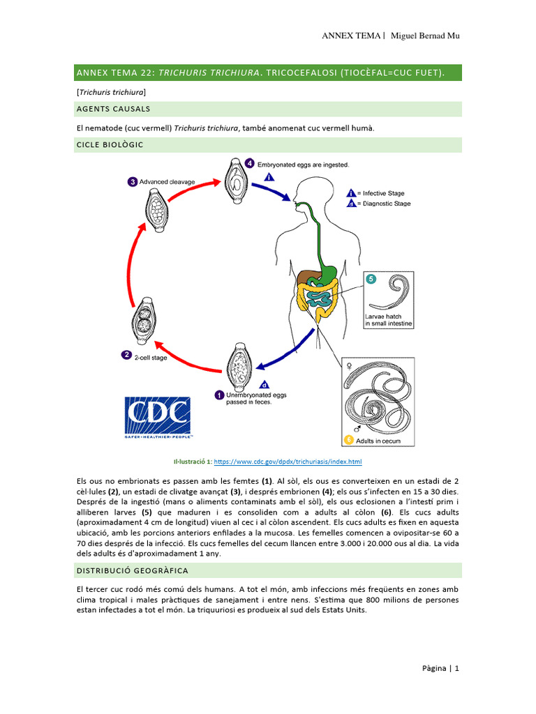 ANNEXOS Tema 22 | PDF