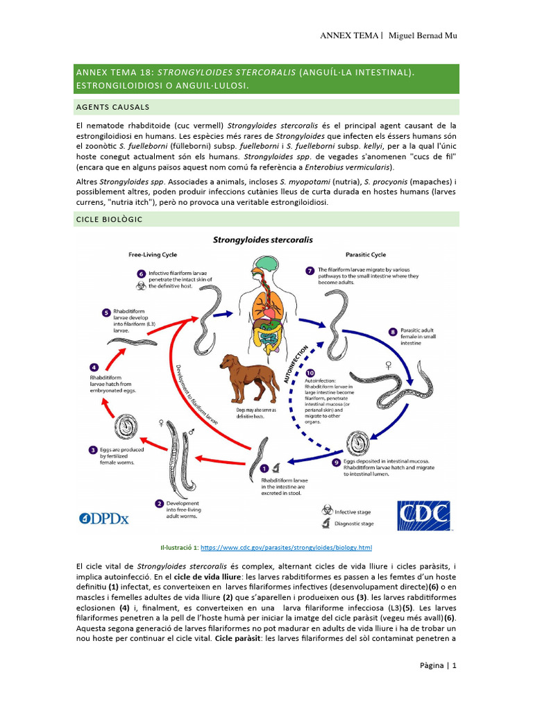 ANNEXOS Tema 18 | PDF