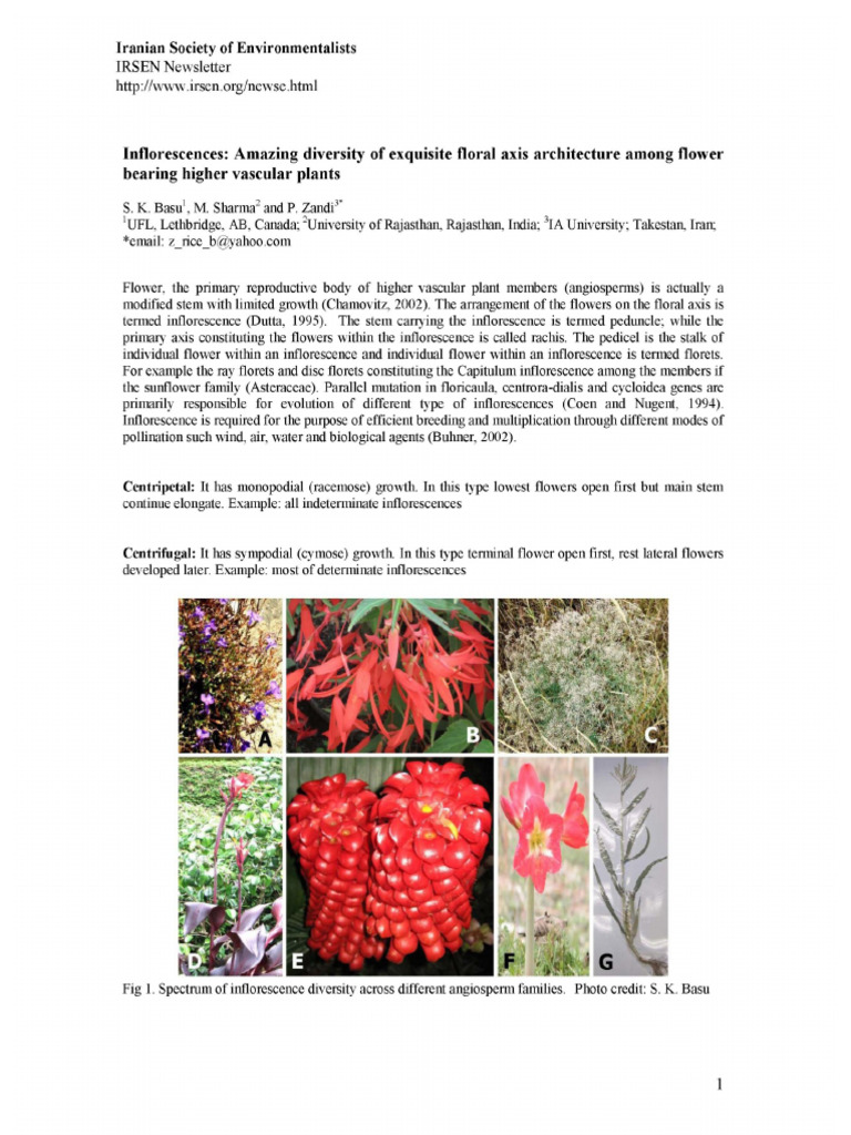 Inflorescence S | PDF | Plant Morphology | Plant Reproduction