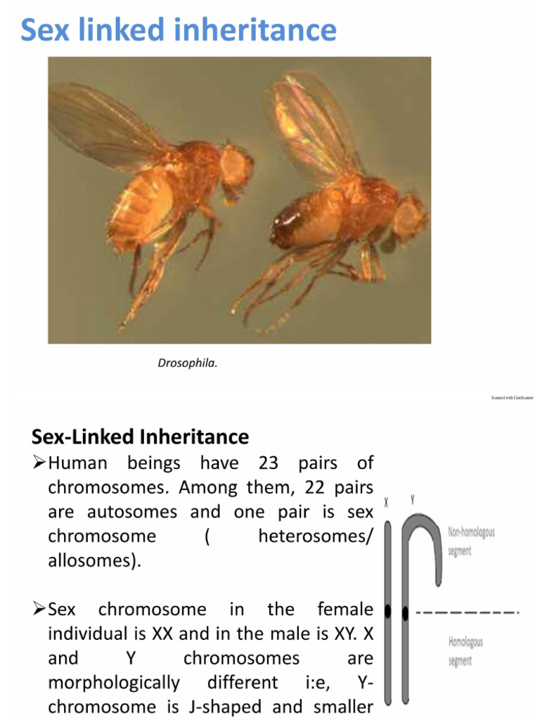Sex Linked Inheritance Pdf