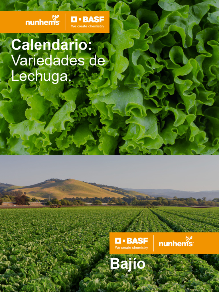 Calendario de Siembra de Lechugas | PDF | Hoja | Plantas