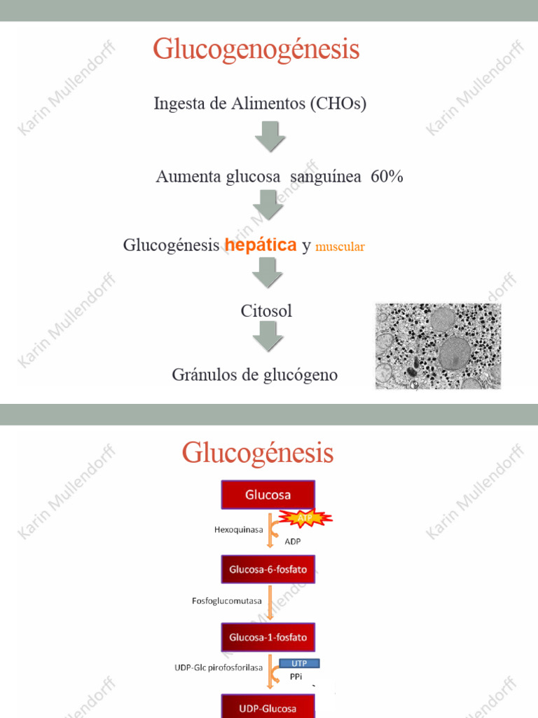 Unidad 2 Parte11 Glucógenogénesis VíaPentosas | PDF | Glucógeno ...