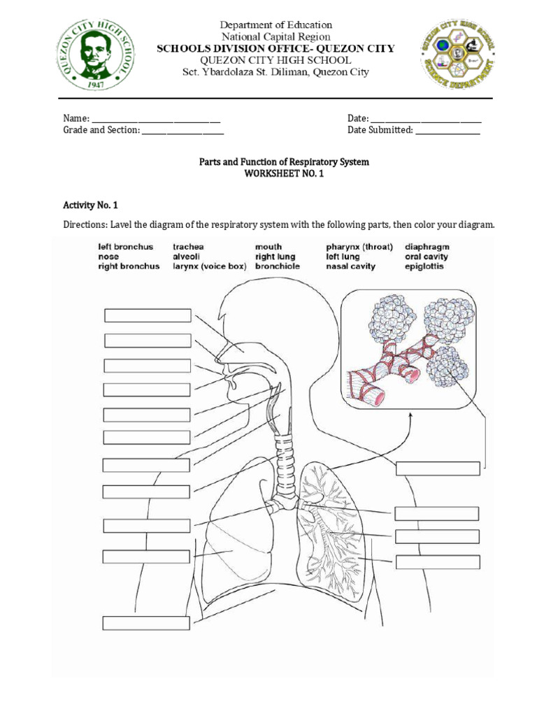 Worksheet No 1 Parts and Functions of Respiratory System | PDF