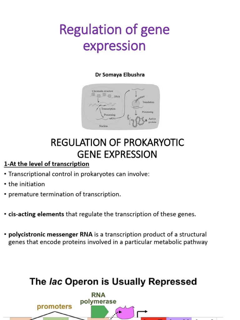 5-Regulation of Gene Expression | PDF