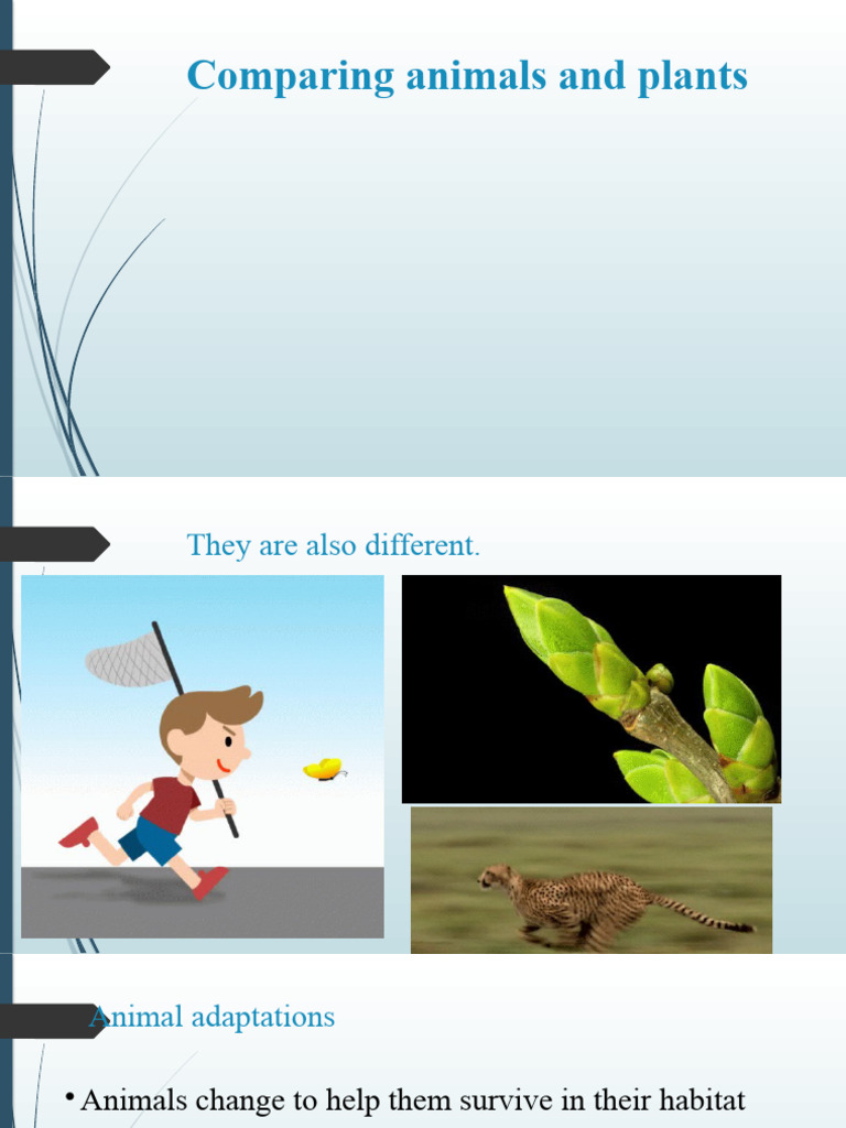 Comparing Animals and Plants | PDF