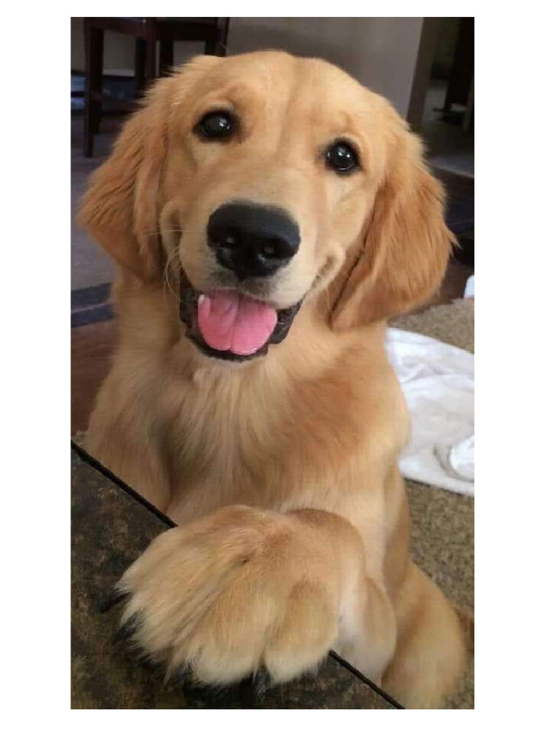 15 Amazing Facts About Golden Retrievers You Probably Never Knew | PDF 15 Amazing Facts About Golden Retrievers You Probably Never Knew | PDF