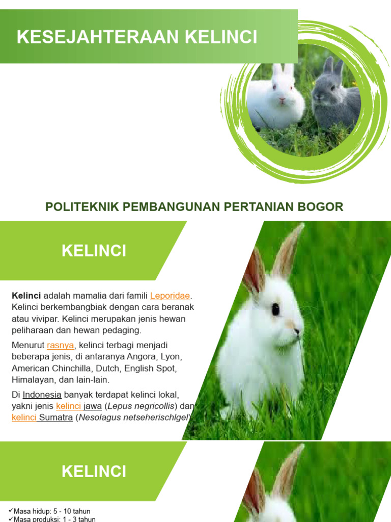 Kesrawan Kelinci | PDF