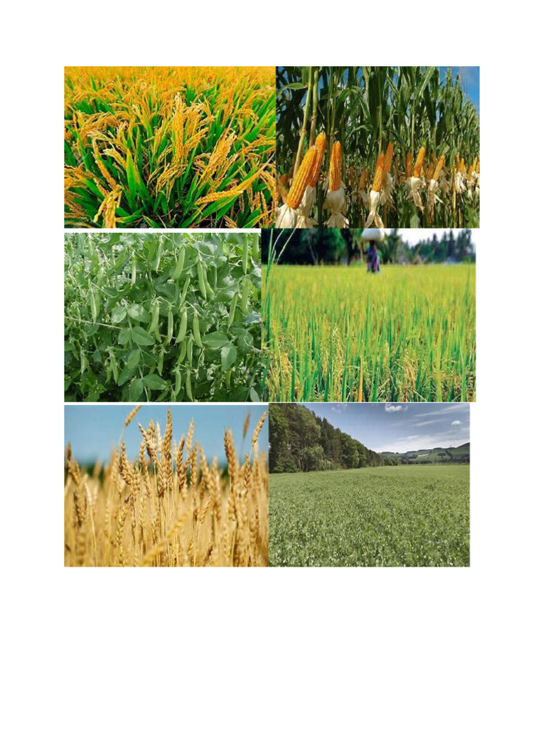 Different Crops | PDF
