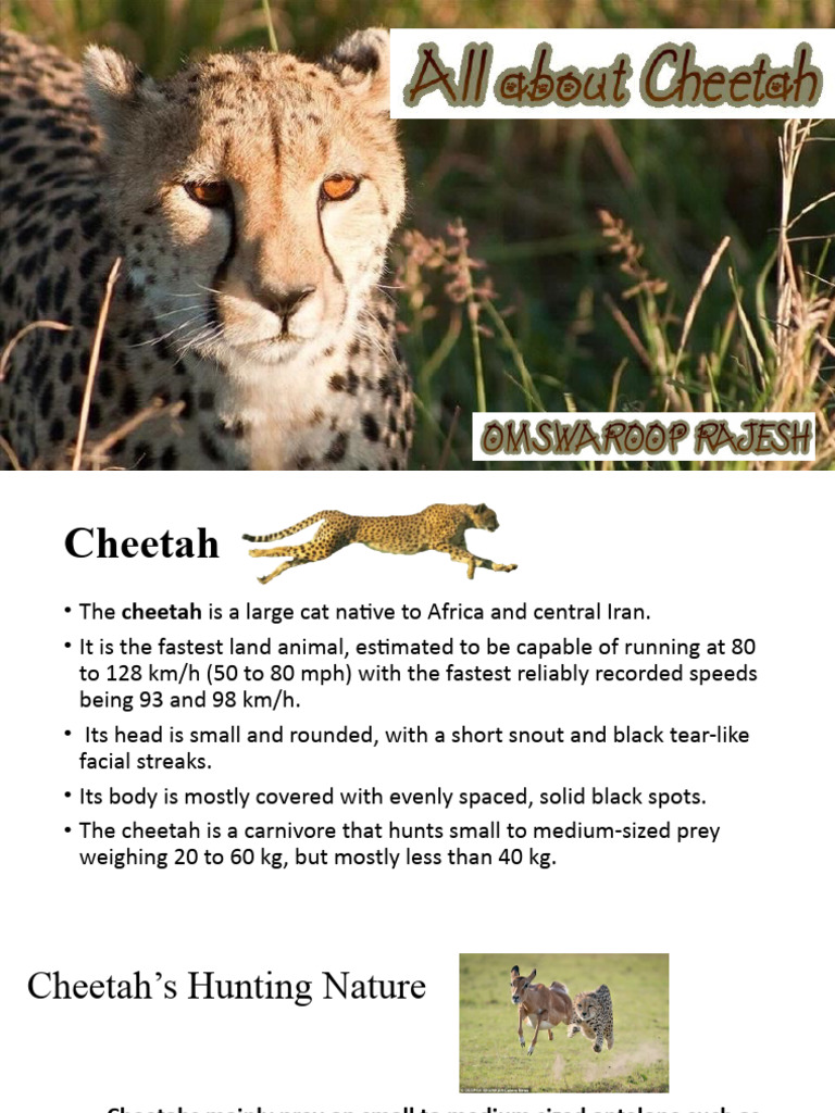 Cheetah | PDF