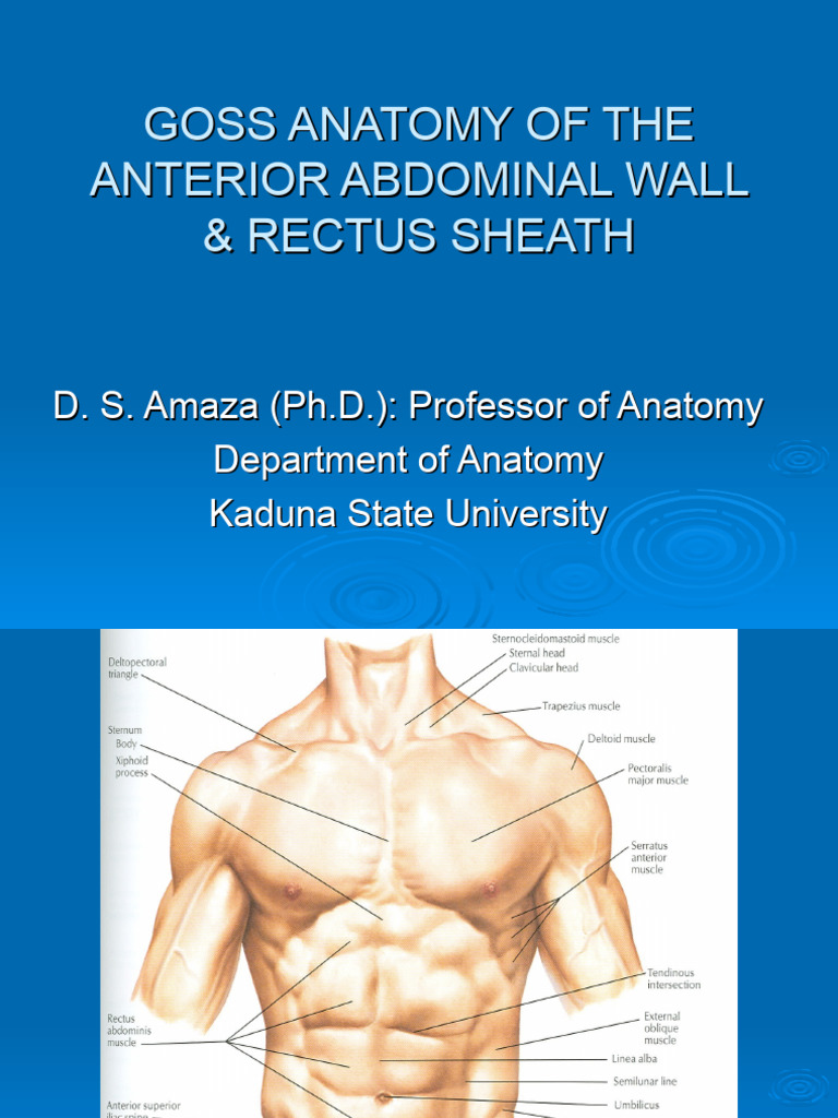 Lecture 1 Abdominal Walls Main | PDF | Abdomen | Vein