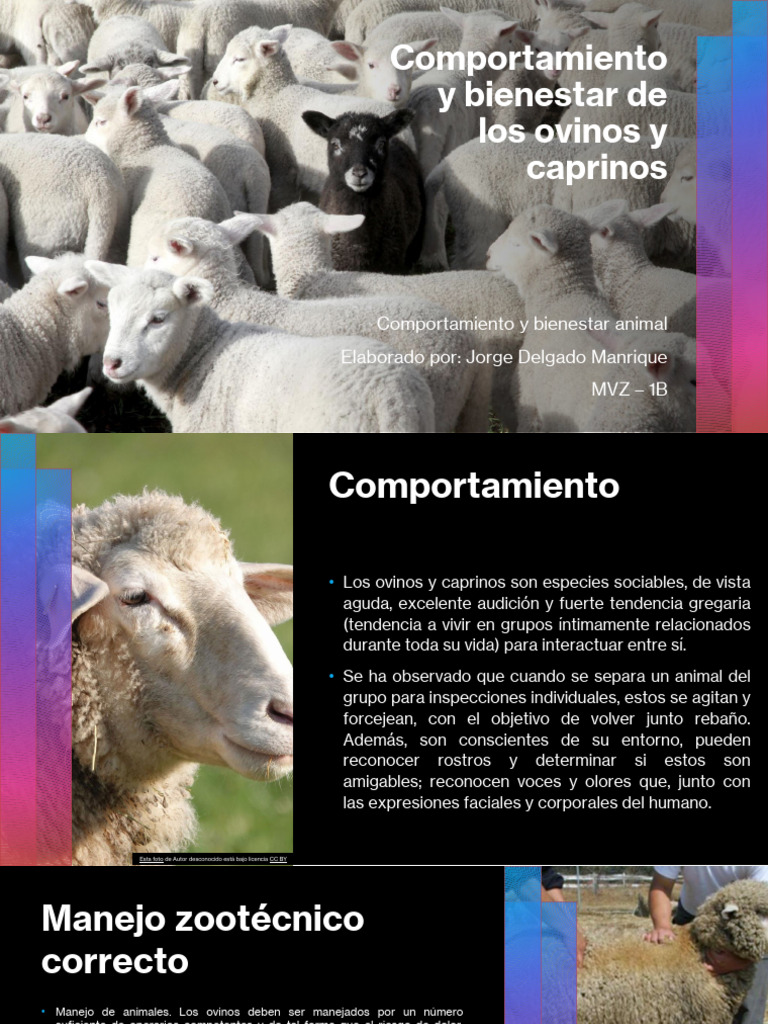 Comportamiento y Bienestar de Los Ovinos y Caprinos | PDF