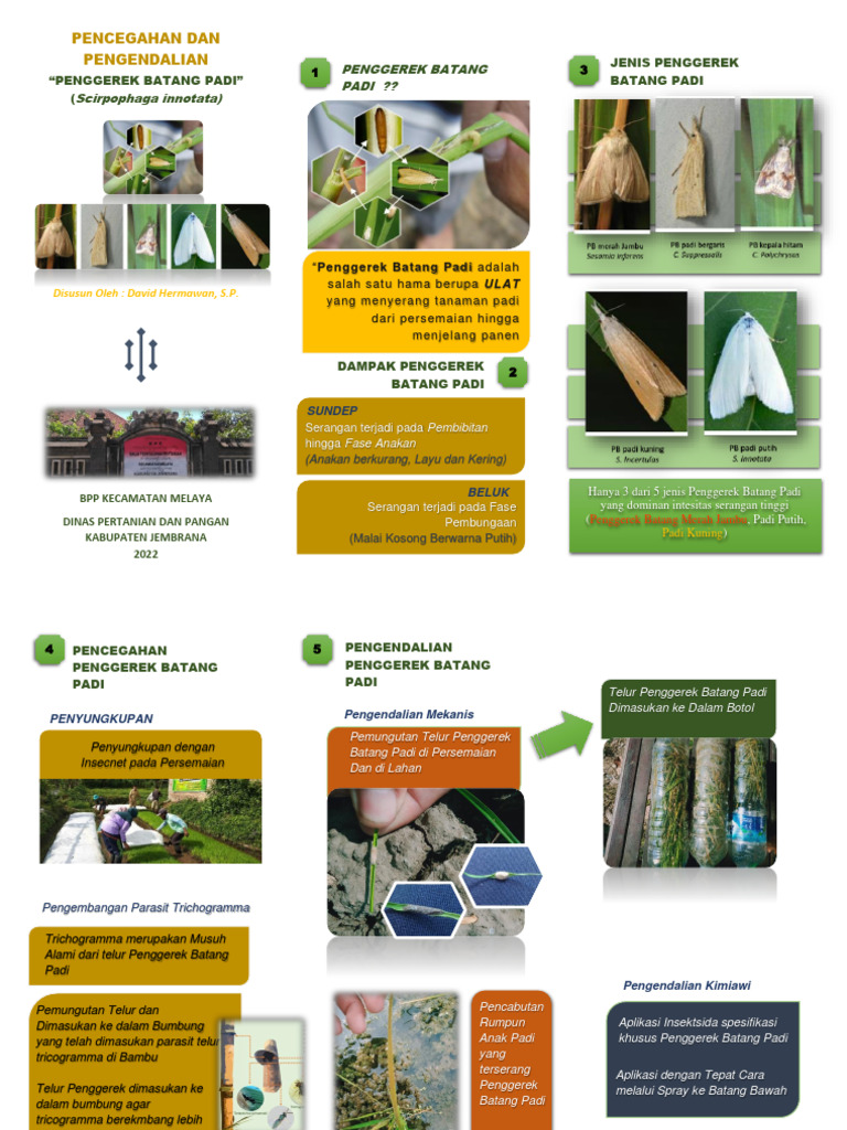 Leaflet Penggerek Batang Padi - David Hermawan, S.P. | PDF