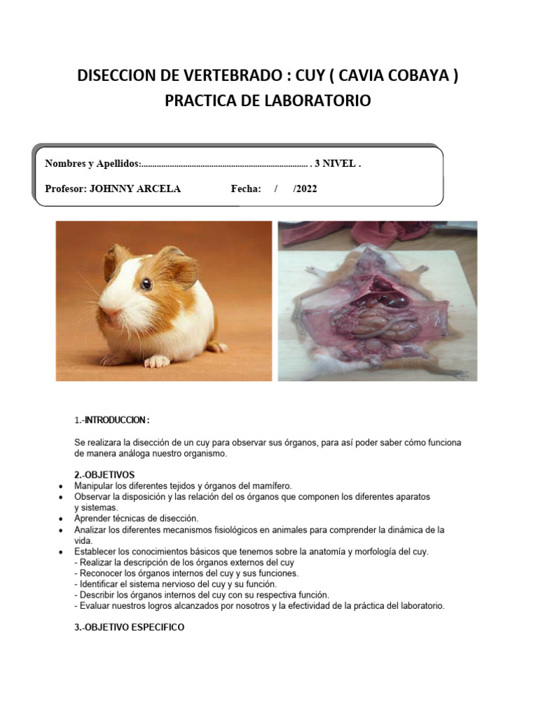 diseccion de cuy 3 NIVEL | PDF | Anatomía | Conejillo de indias