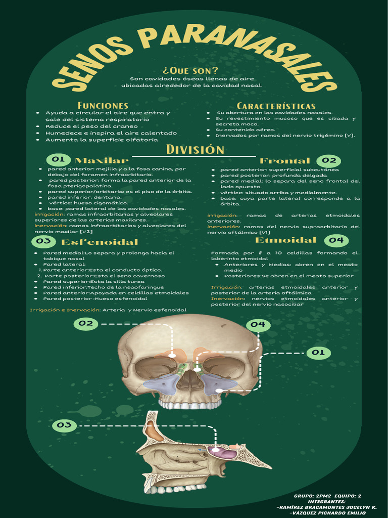 Senos Paranasales Infografia | PDF | Cabeza y cuello humanos | Anatomía