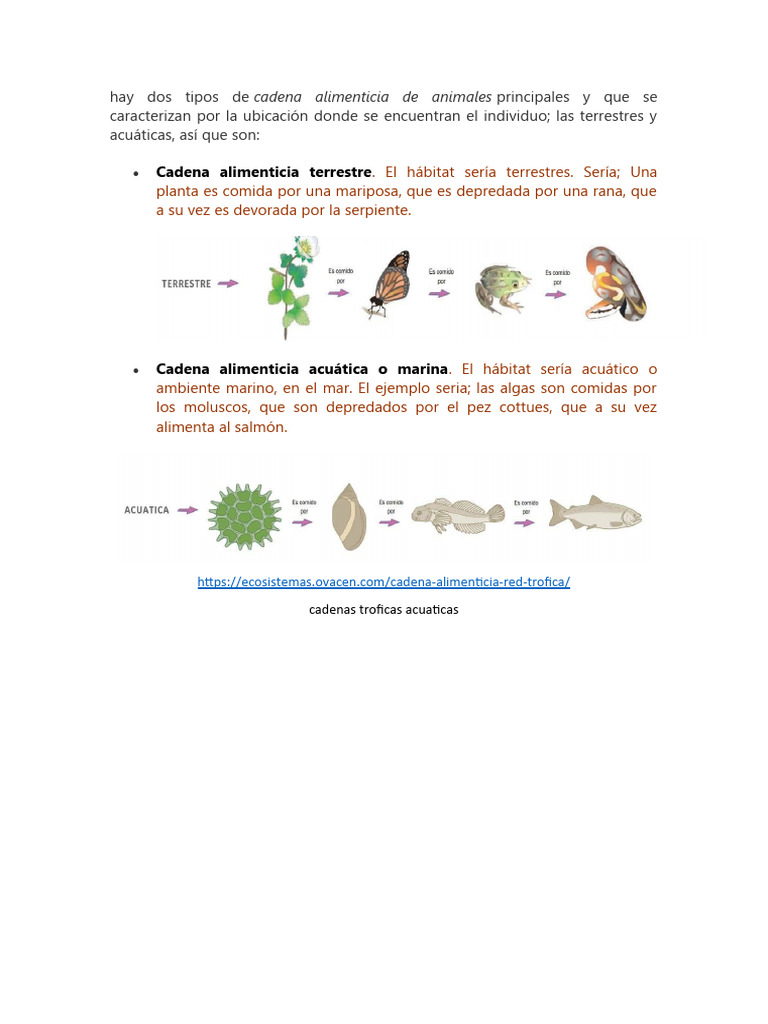 Cadena Trofica Acuatica y Terrestre | PDF