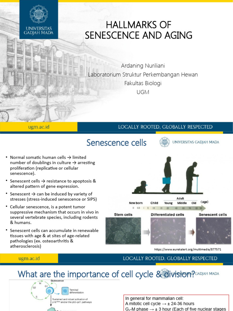 Hallmark of Senescence | PDF