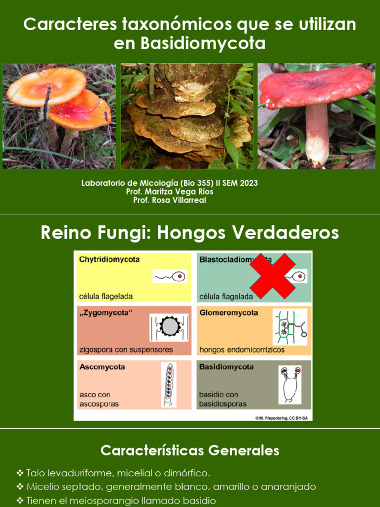 Lab. 3. Basidiomycota | PDF | Hongo | Organismos