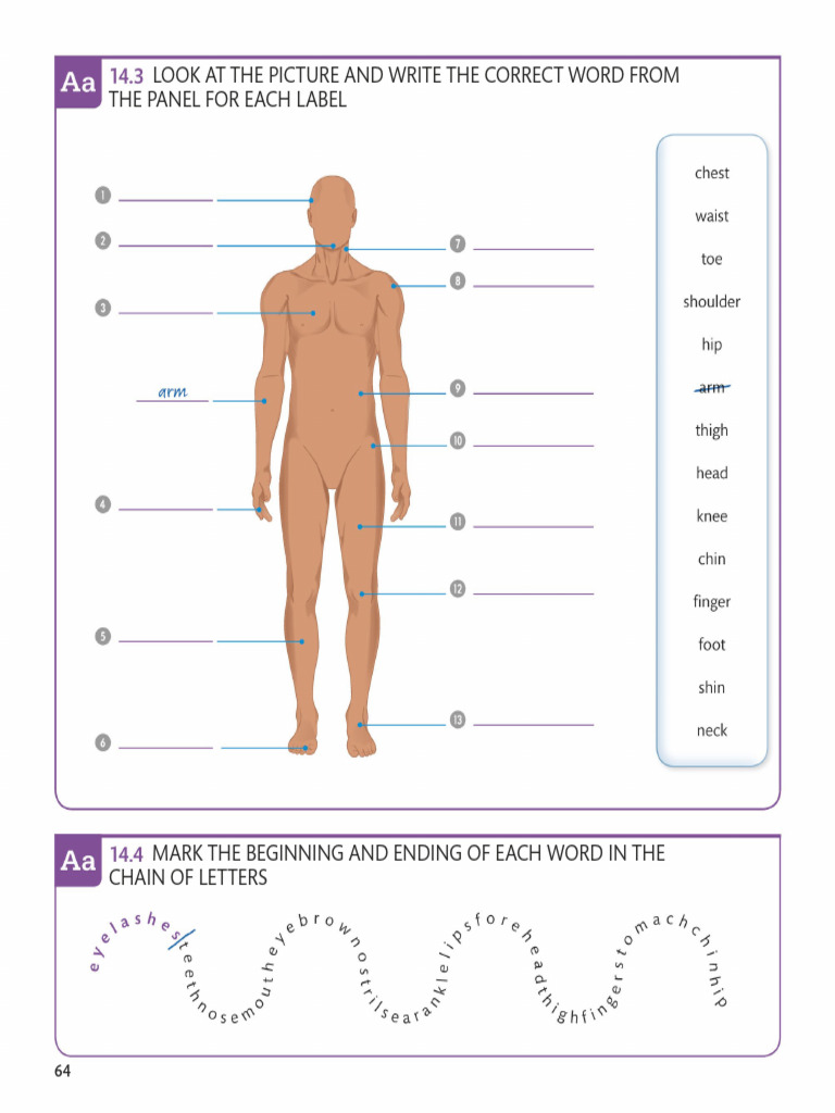 The Body - Class | PDF