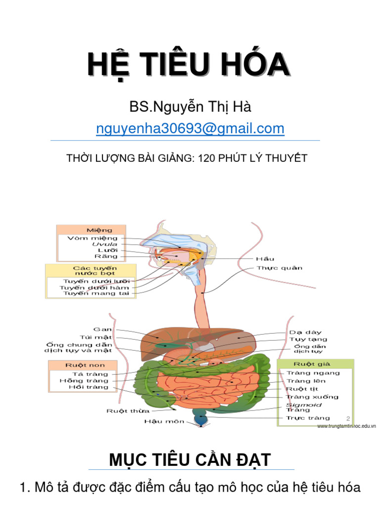 Hệ tiêu hóa | PDF