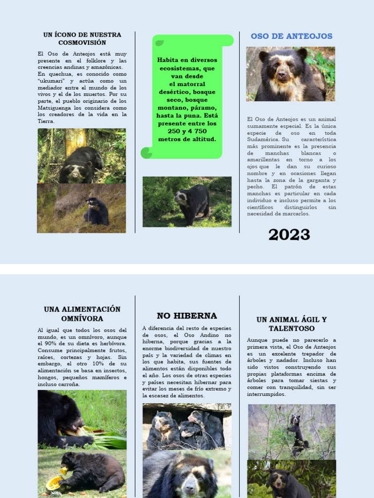 oso de anteojos | PDF | Osos | Organismos