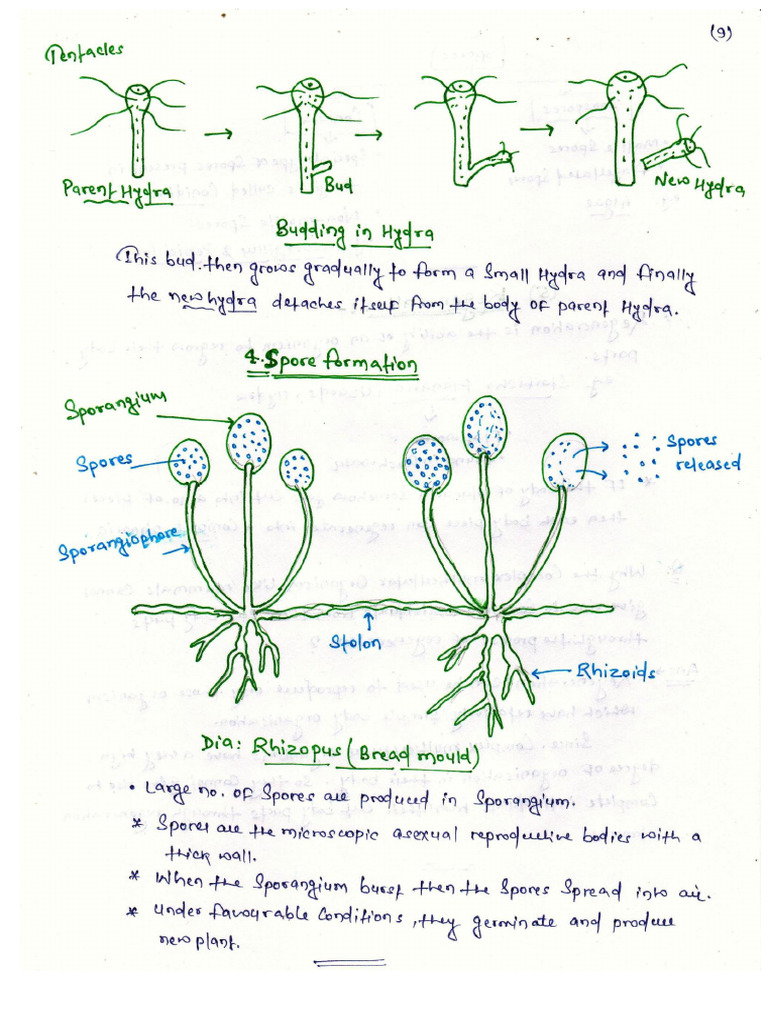 Spore Formation | PDF