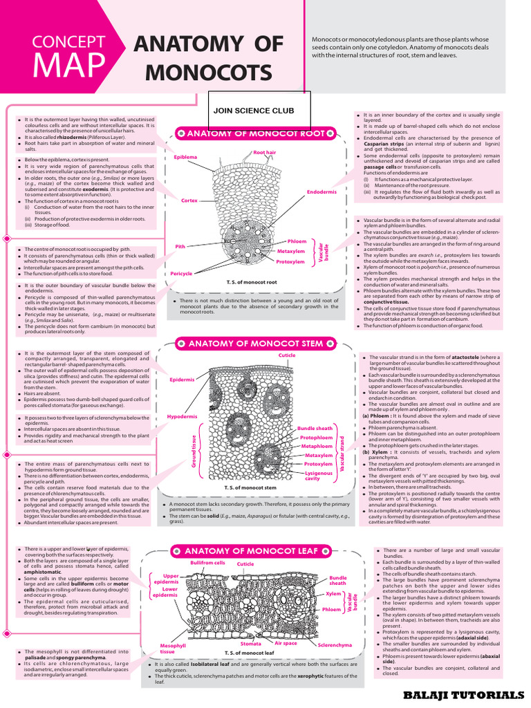 Mind Map Anatomy of Monocot | PDF