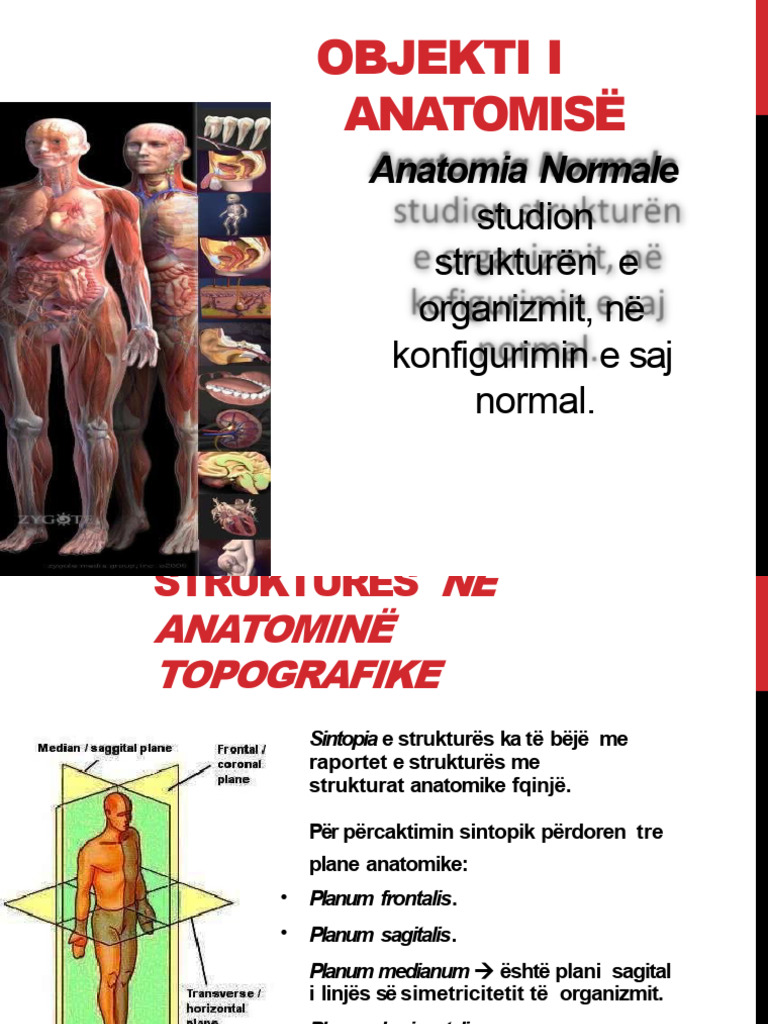 Leksion 1 - Hyrje Ne Anatomi-Regjionet, Boshtet, Planet e Trupit | PDF