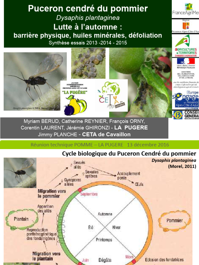 Cycle de Vie de Puceron | PDF