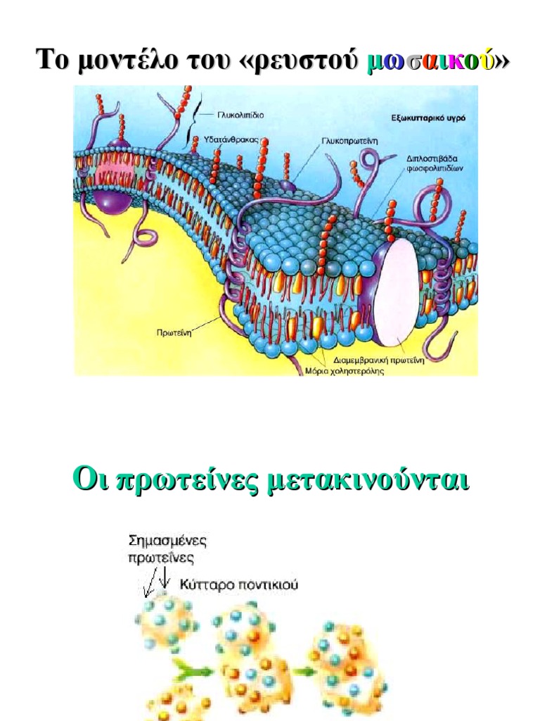 ΠΛΑΣΜΑΤΙΚΗ ΜΕΜΒΡΑΝΗ | PDF