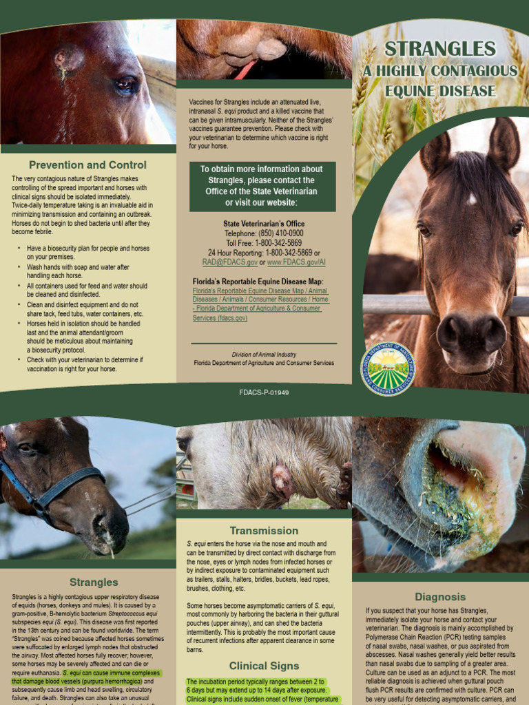 Strangles Brochure | PDF