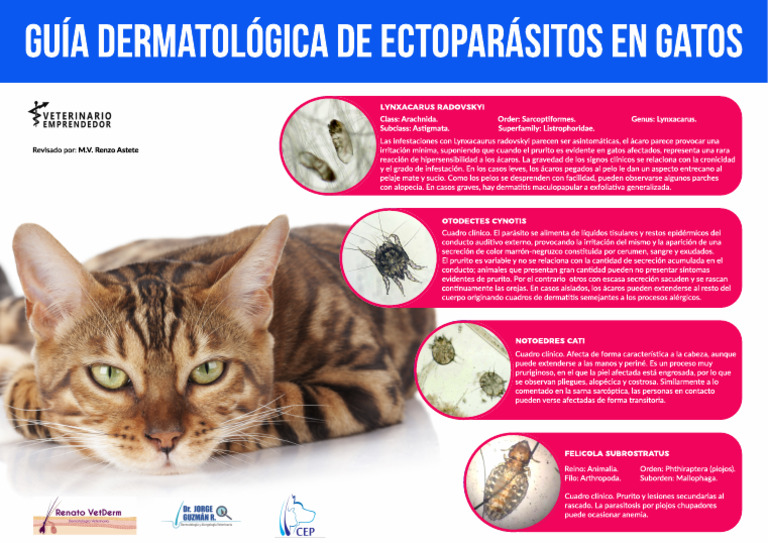 Ectoparásitos en gatos: Lynxacarus radovskyi | PDF