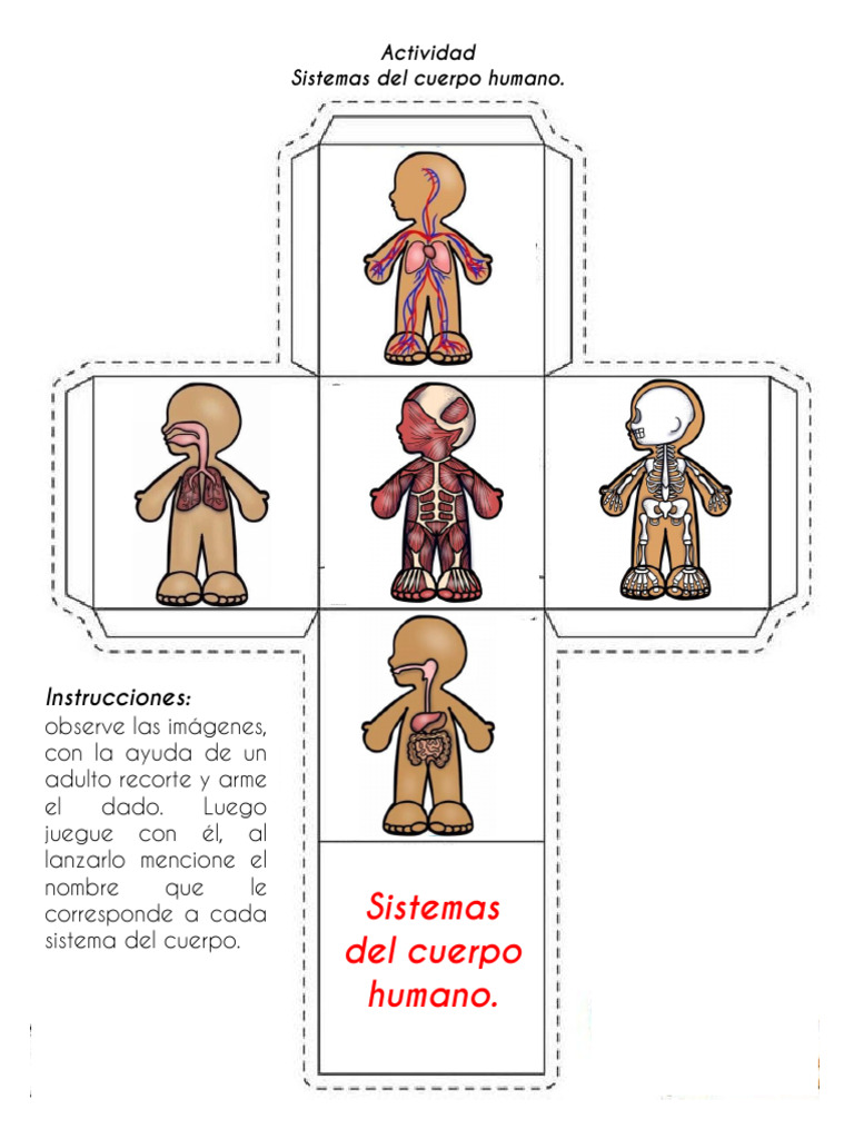 Hojas De Trabajo De Los Sistemas Del Cuerpo Humano En Formato Pdf