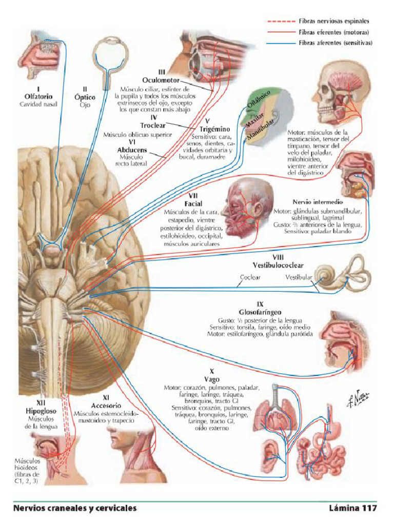 Pares Craneales Netter | PDF